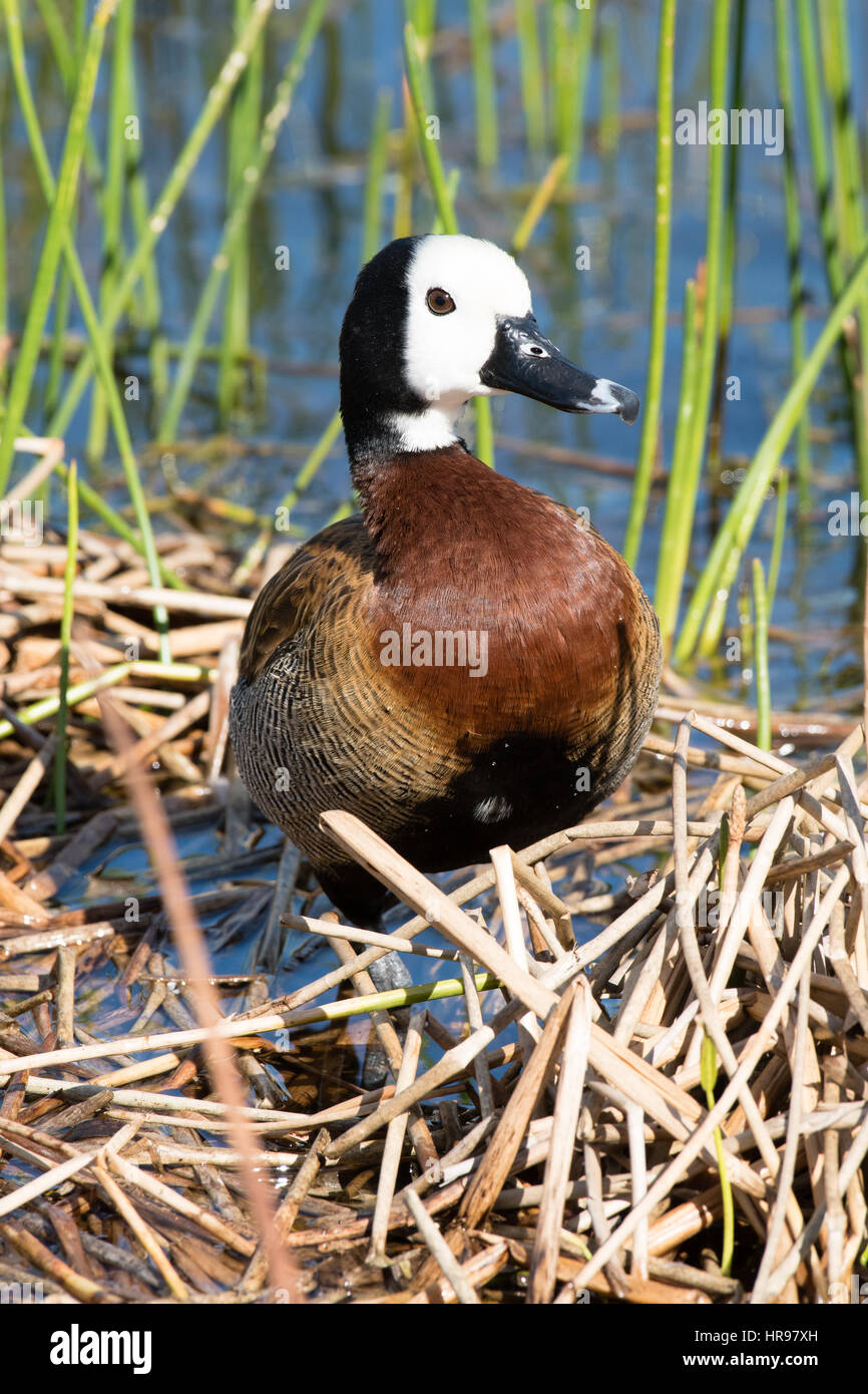 White Faced Whistling Duck in South Florida Wetlands Stock Photo - Alamy