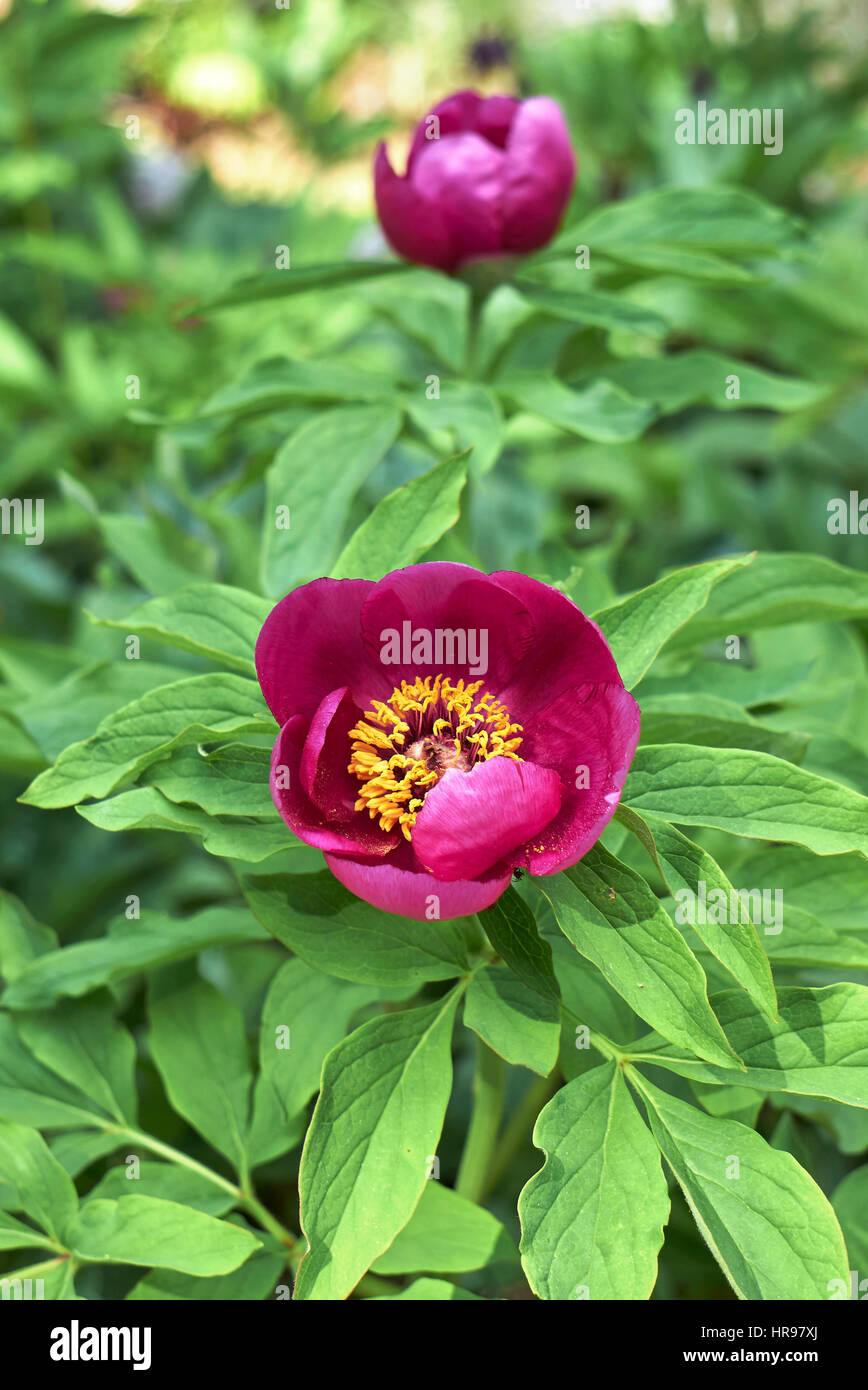Paeonia officials hi-res stock photography and images - Alamy