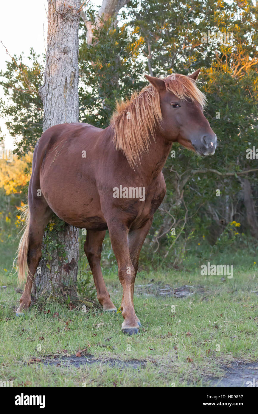Animal scratching bottom hi-res stock photography and images - Alamy
