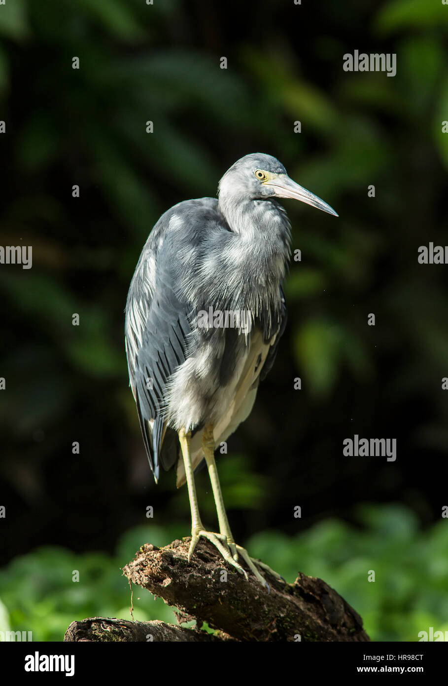 Little Blue Heron standing on a log, colors changing Stock Photo - Alamy
