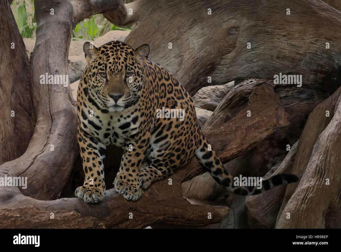 Leopard in tree looking down hi-res stock photography and images - Alamy