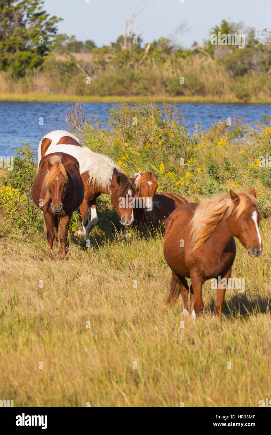 A group of Assateague Pony (Equus caballus) in Assateague Island ...