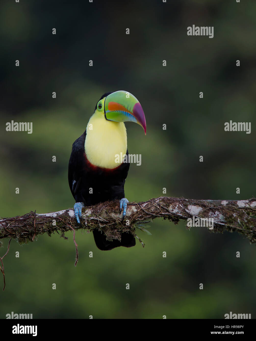 Beautiful keel billed toucan hi-res stock photography and images - Alamy