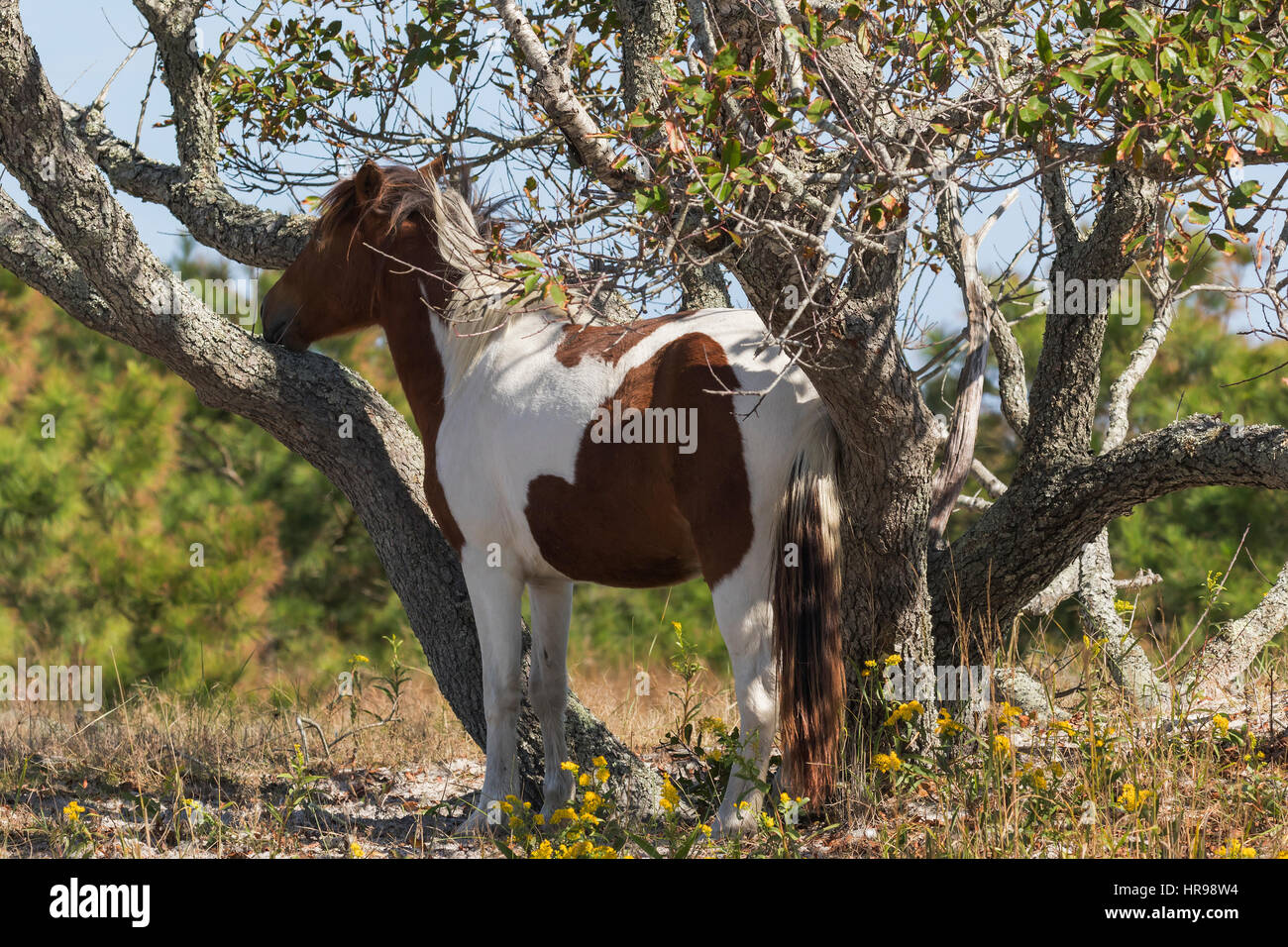 Adult scratching tail hi-res stock photography and images - Alamy