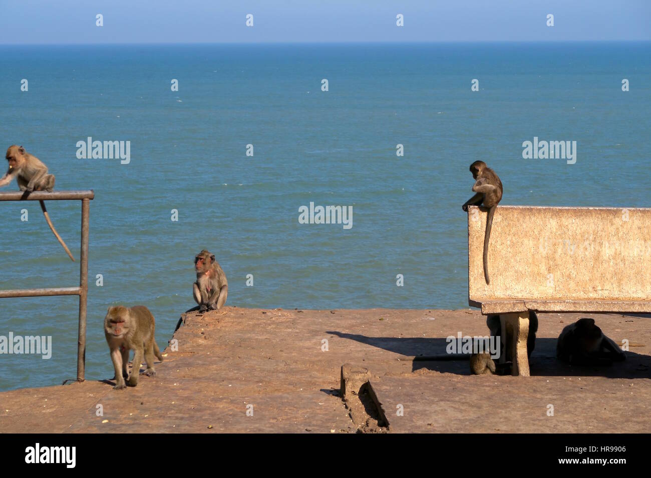 monkeys near the sea Stock Photo - Alamy