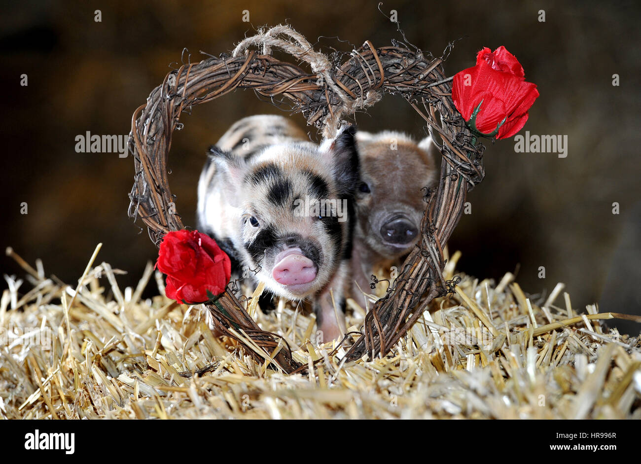 George pig and peppa pig hi-res stock photography and images - Alamy