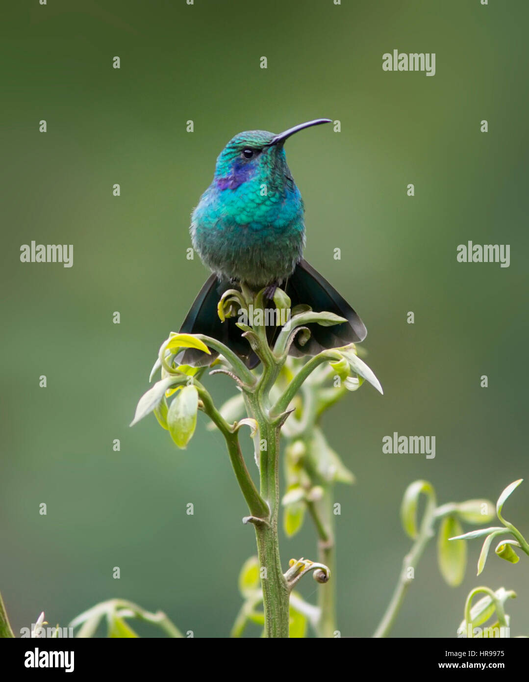 Violetear bird hi-res stock photography and images - Alamy