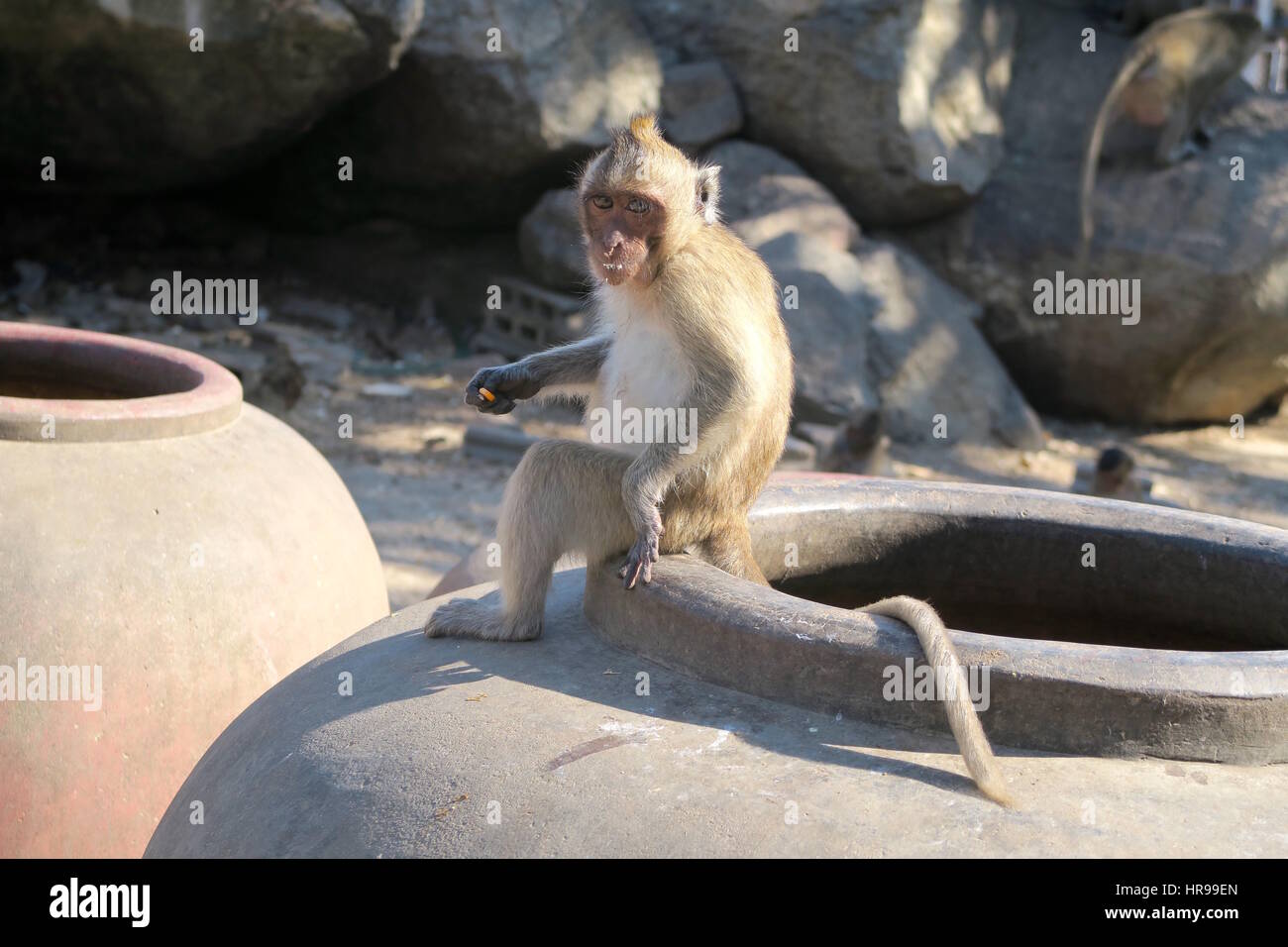 Eating monkey baby with funny face Stock Photo - Alamy