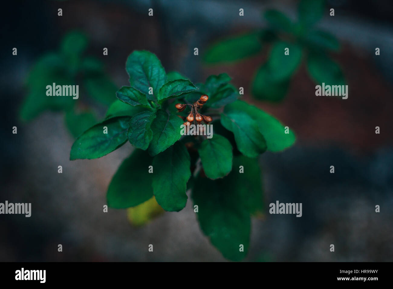 Tulsi plant hi-res stock photography and images - Alamy