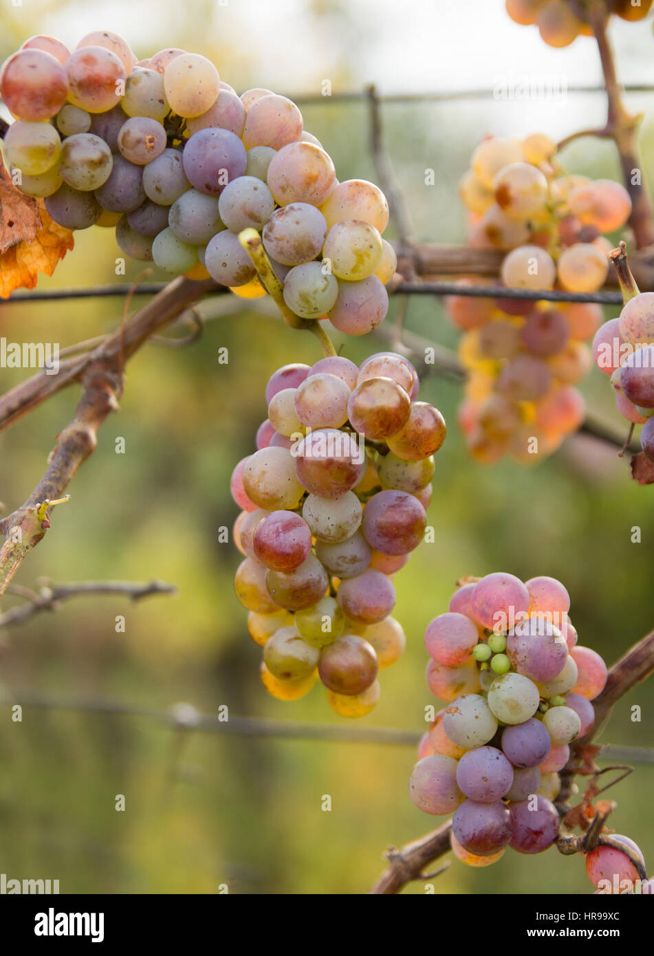 ripe grapes in vineyard Stock Photo - Alamy