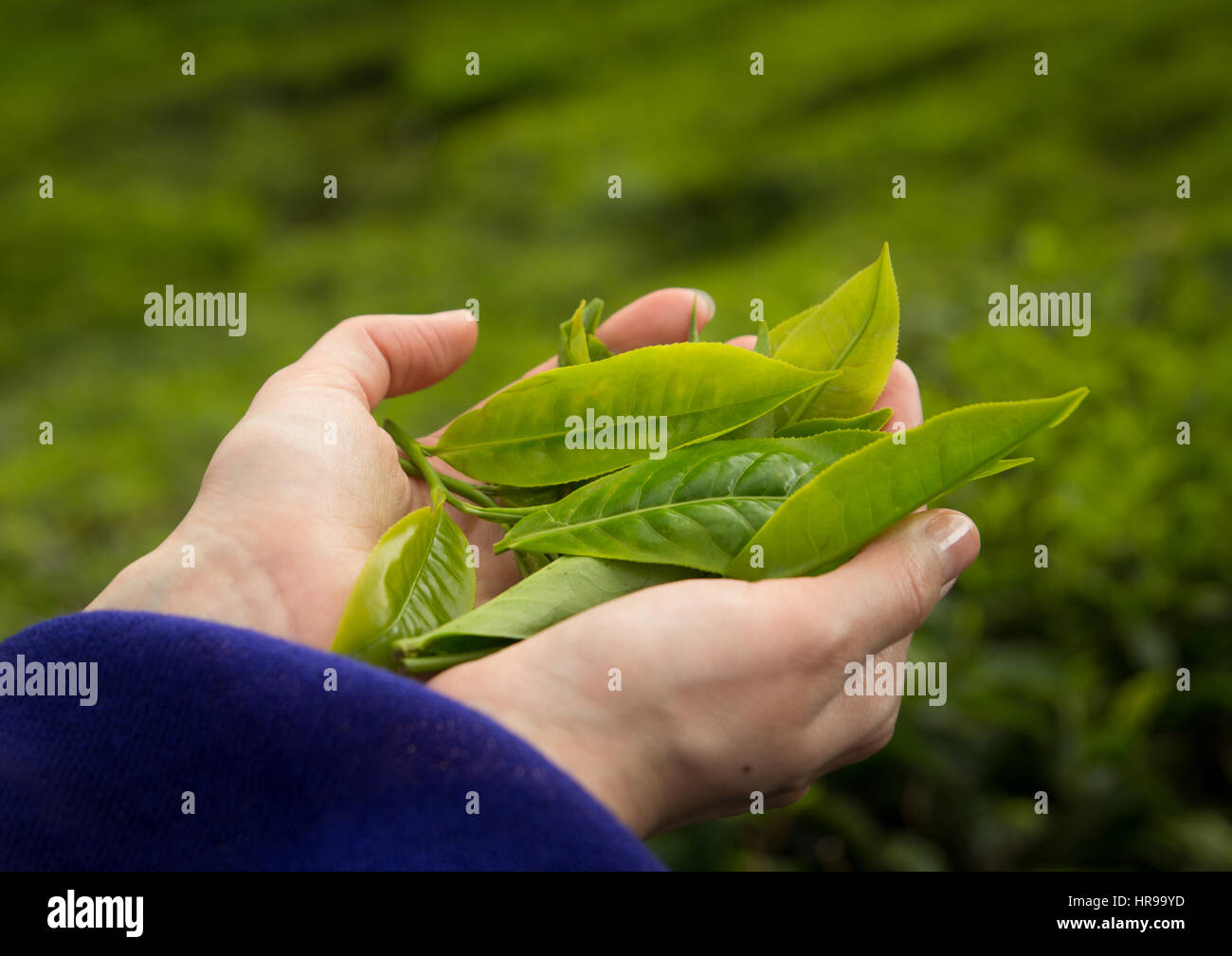 Woman plucking fresh tea leaves hi-res stock photography and images - Alamy