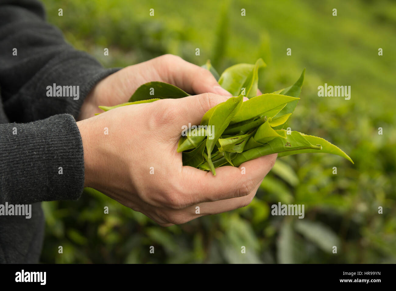 Male hand holding tea hi-res stock photography and images - Alamy