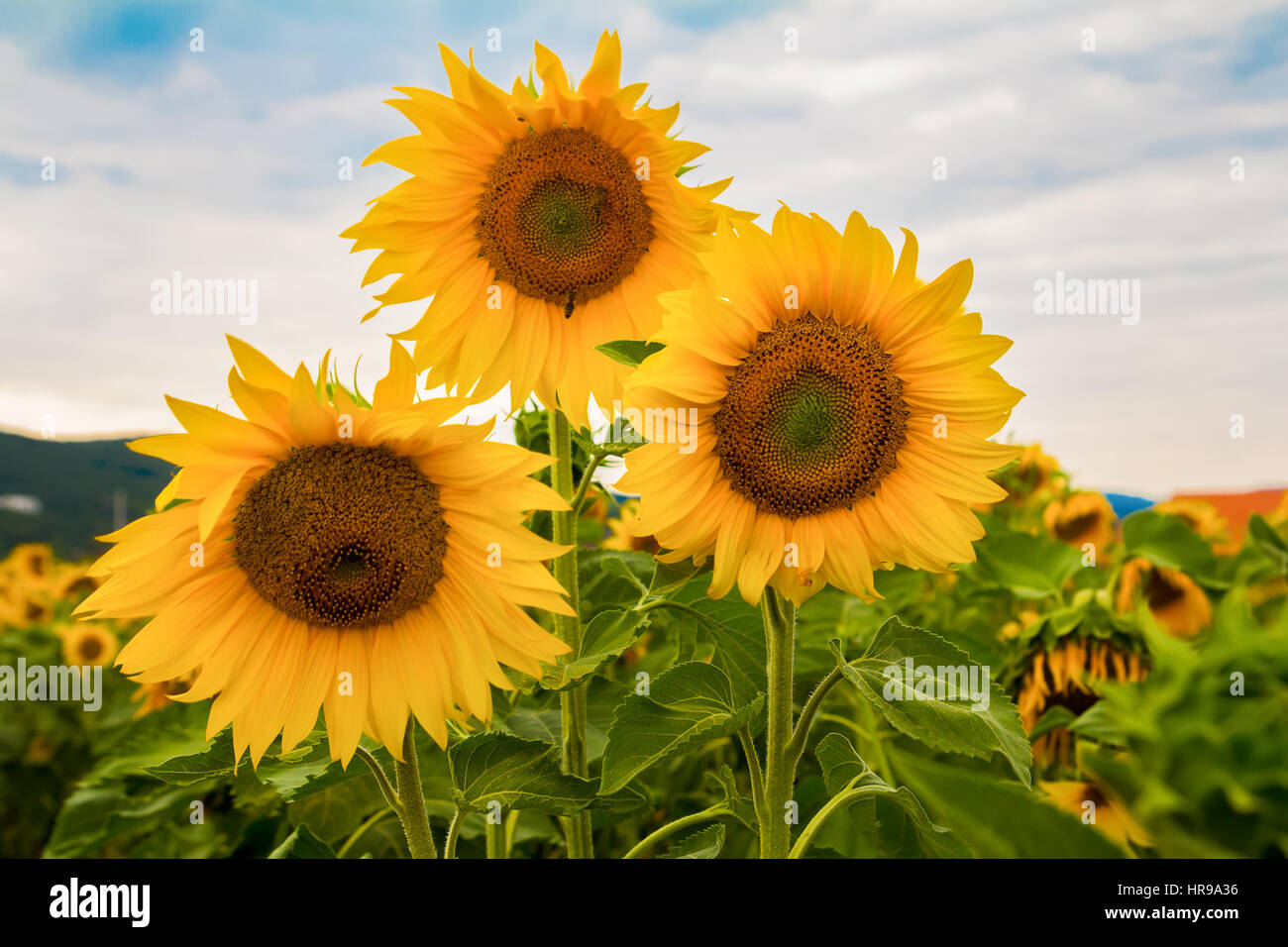 Sunflower blooming field sunflowers hi-res stock photography and images ...