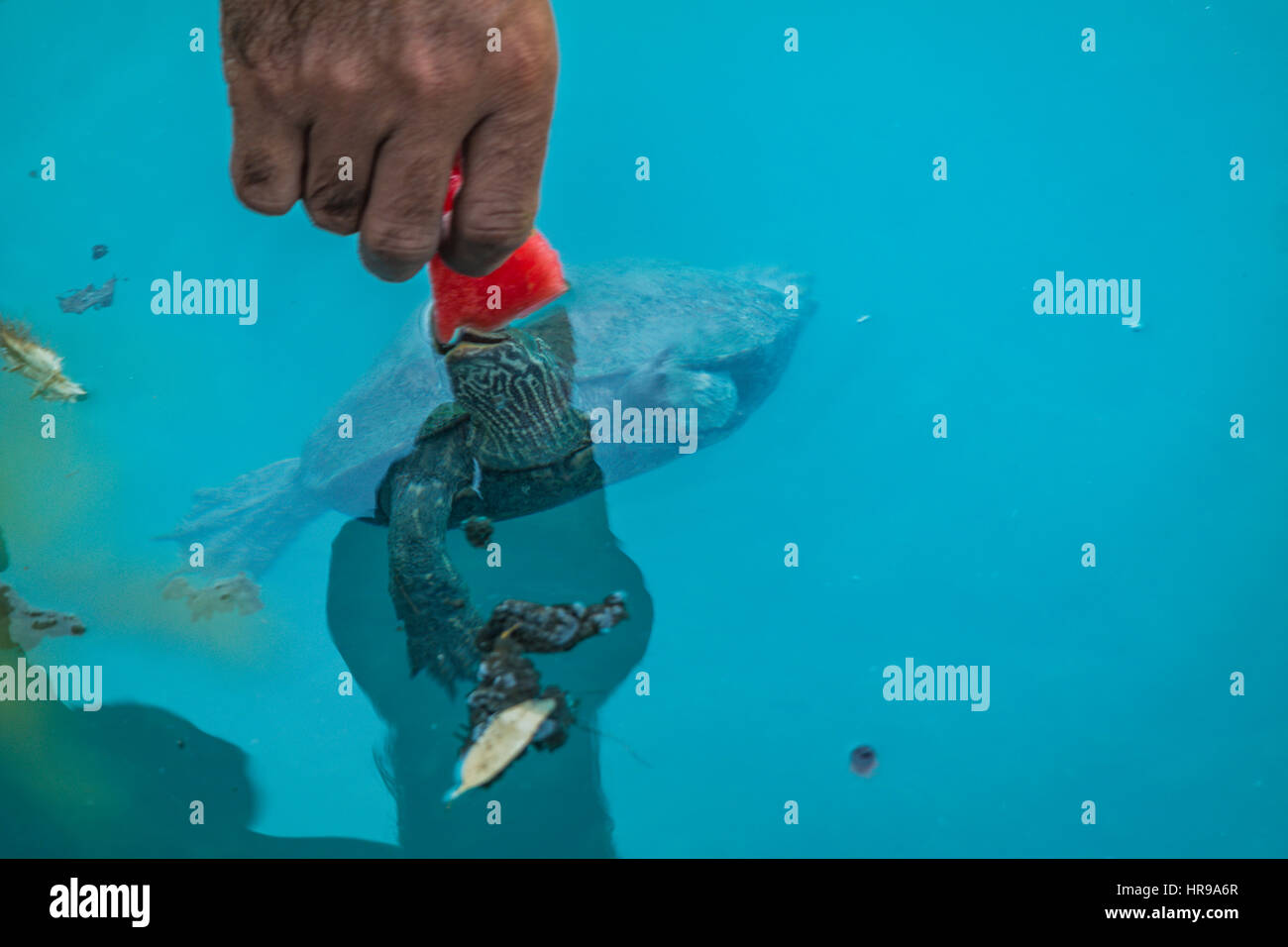 Yavru hi-res stock photography and images - Alamy