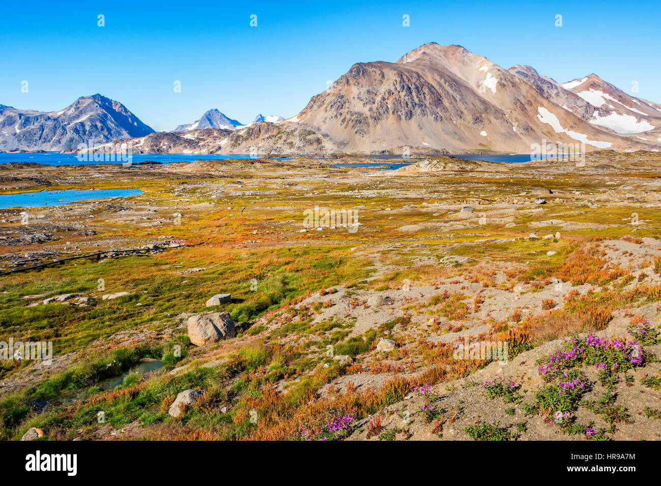 Tundra greenland summer hi-res stock photography and images - Alamy
