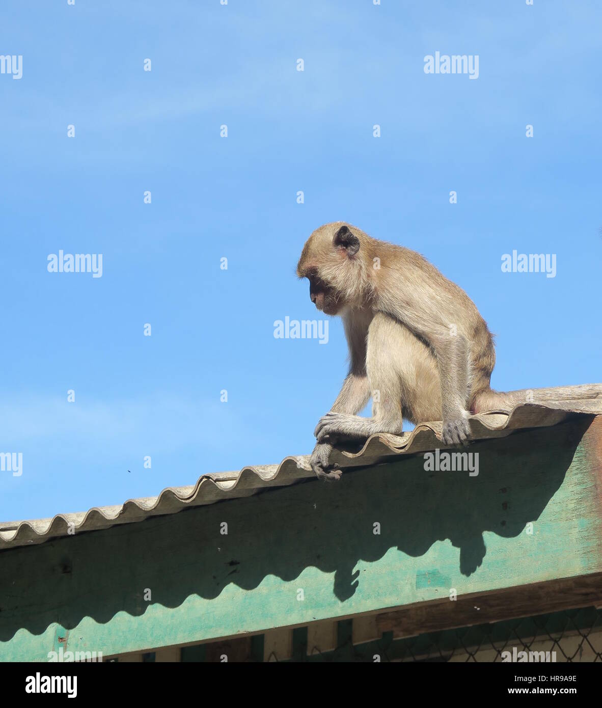 Monkey sitting on the roof Stock Photo - Alamy