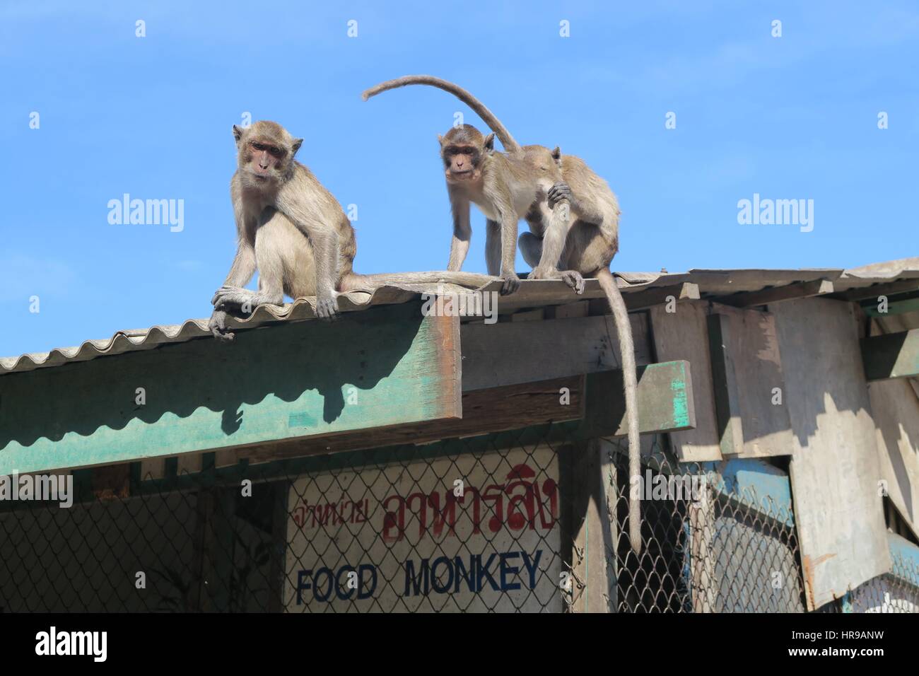 Monkeys on roof hi-res stock photography and images - Alamy