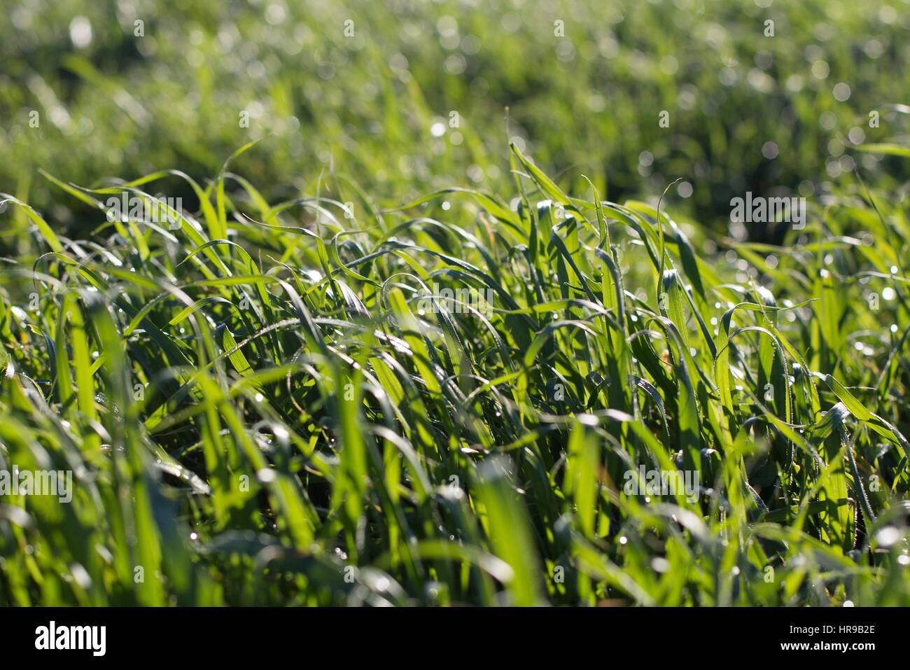 Light breeze hi-res stock photography and images - Alamy