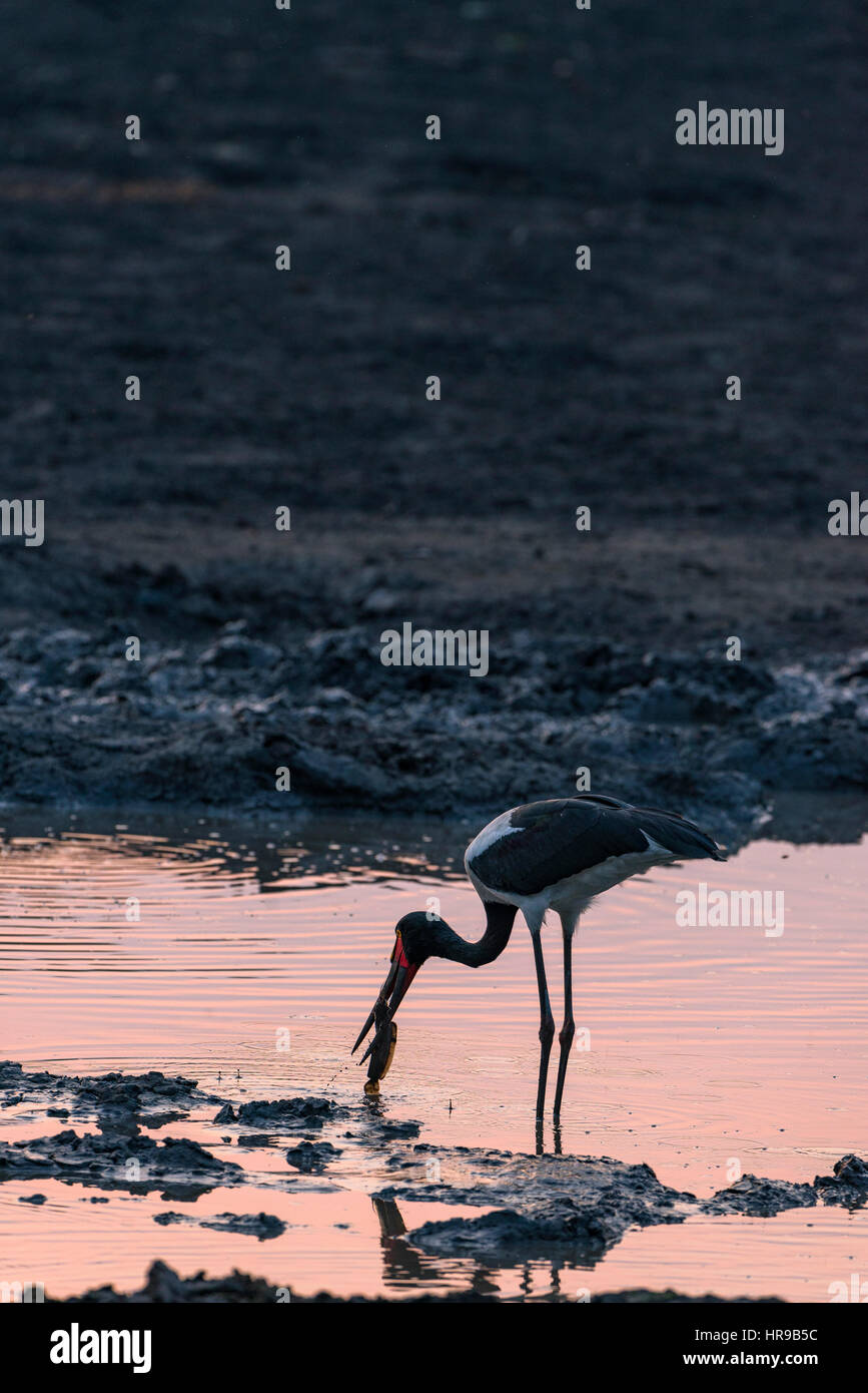 A pair of Saddle Billed storks hunt in a pool of water Stock Photo - Alamy