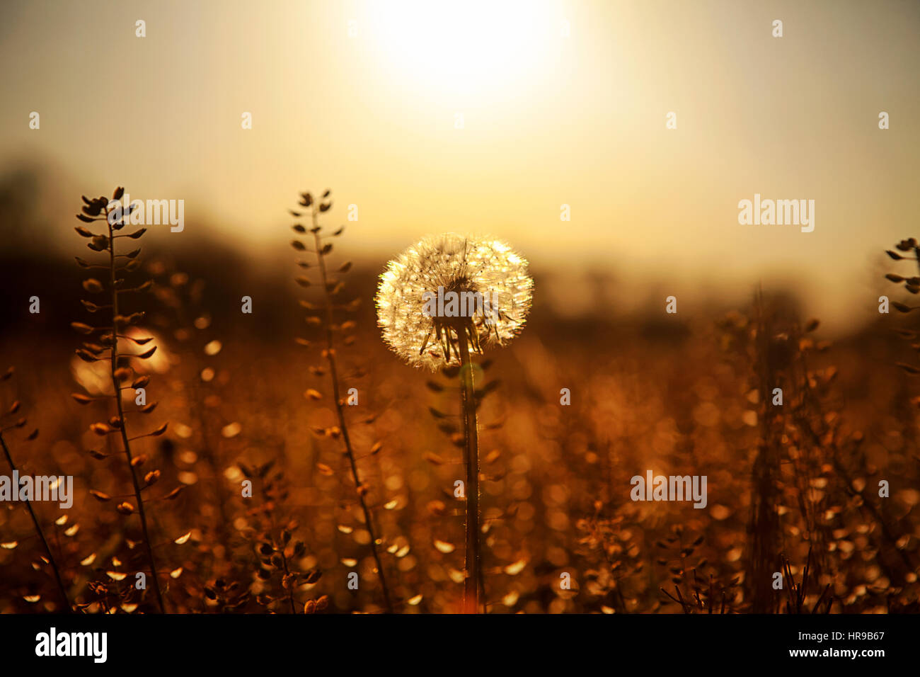 Dandylion hi-res stock photography and images - Alamy