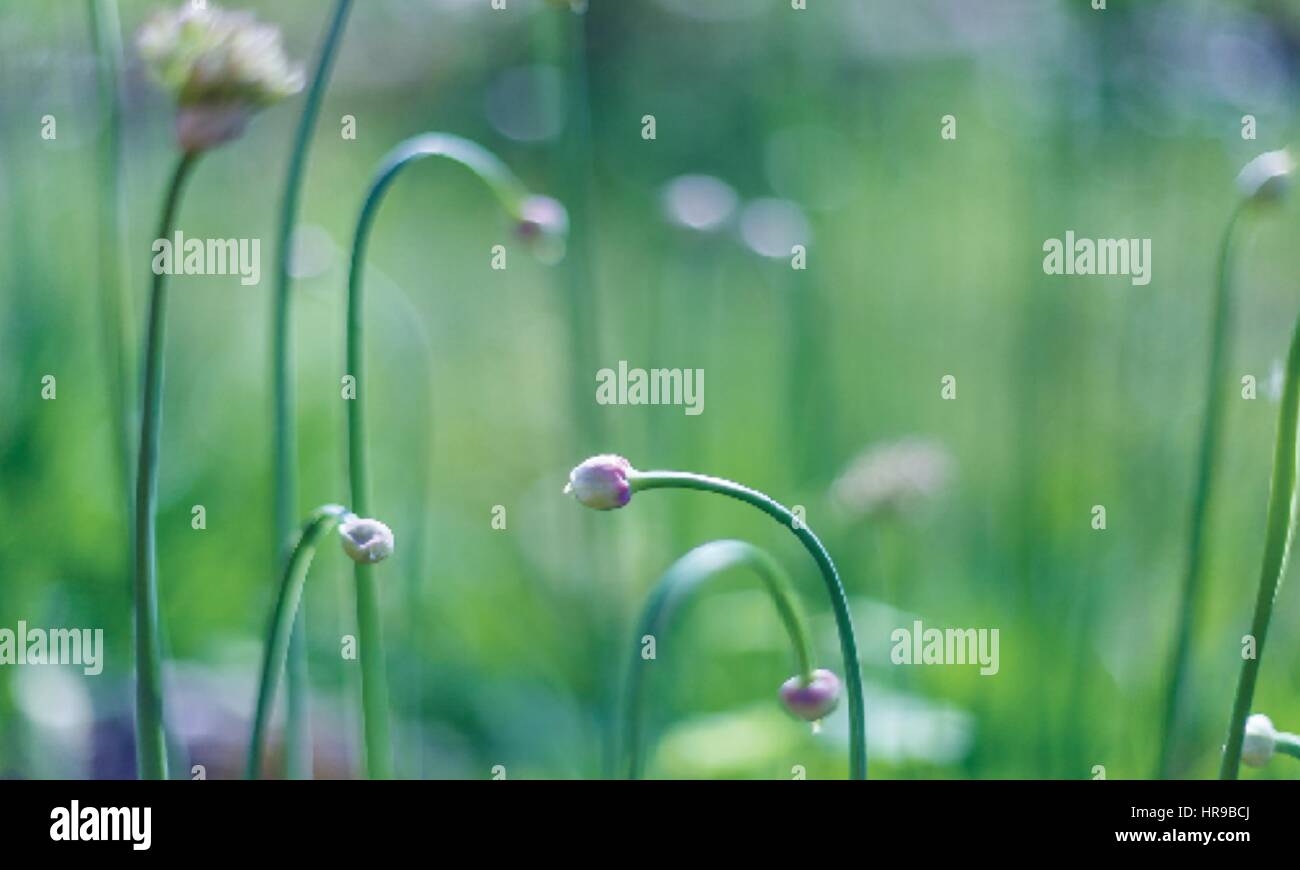 Grass bokeh effect green Stock Vector Images - Alamy