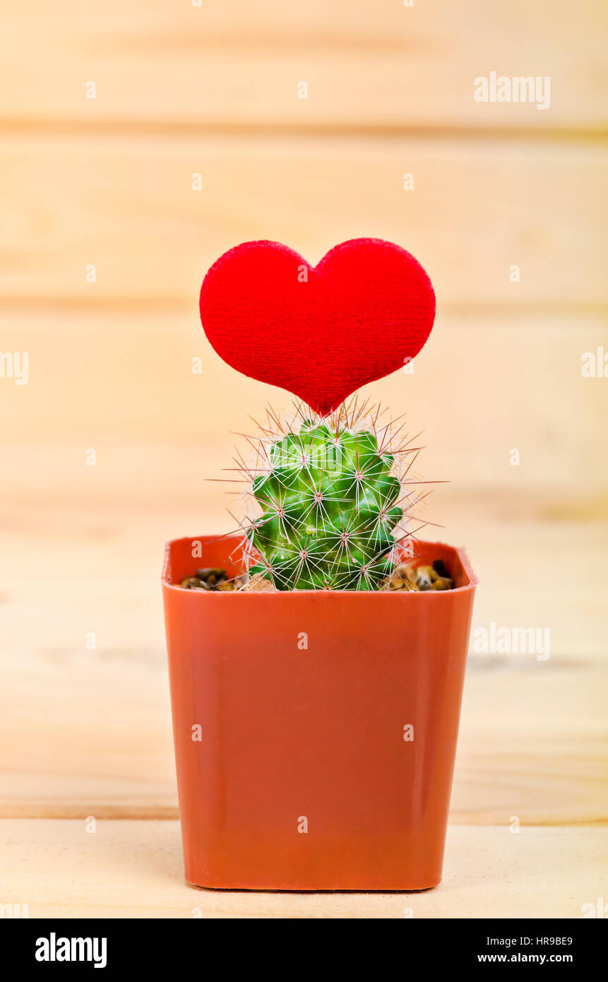 Two heart shape cactus love nature hi-res stock photography and images ...