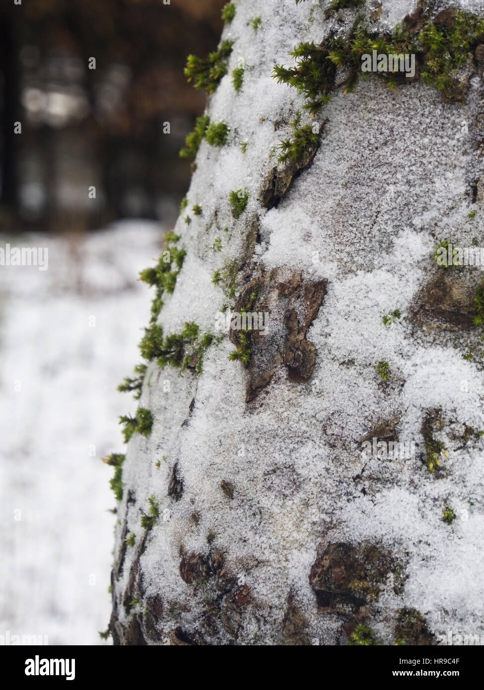Wintery scene, wind blown snow sticking to an old mossy tree trunk in ...