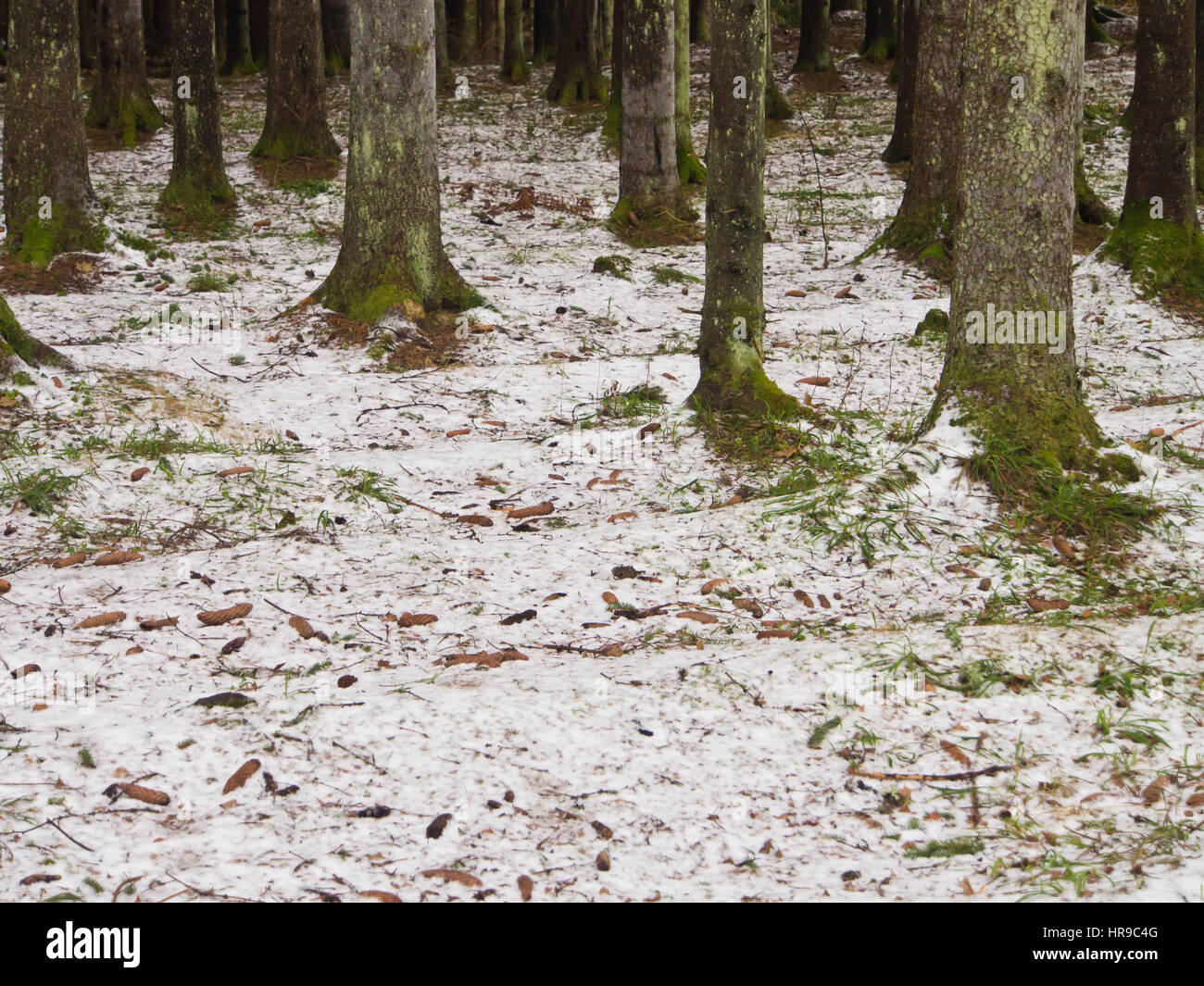 Wintery scene, forest floor covered in a thin layer of snow with dark ...