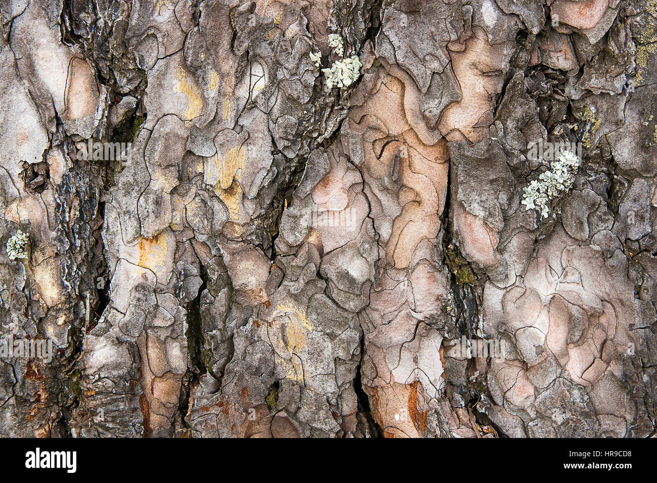 Close up view of brown tree bark for background texture. The surface of ...