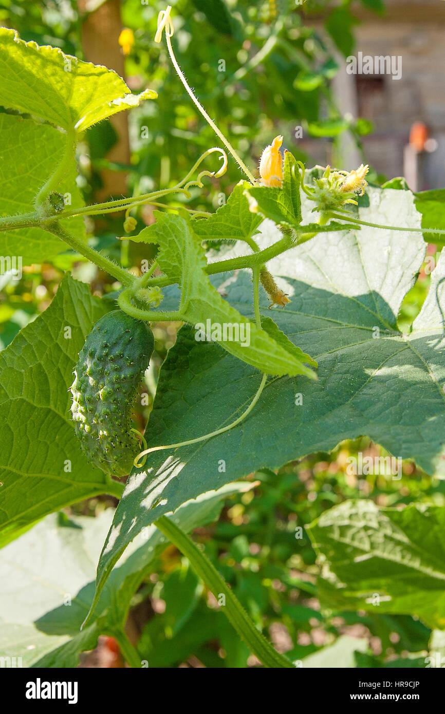 A cucumber in a bush outdoors. How to grow a cucumber plant in a garden ...