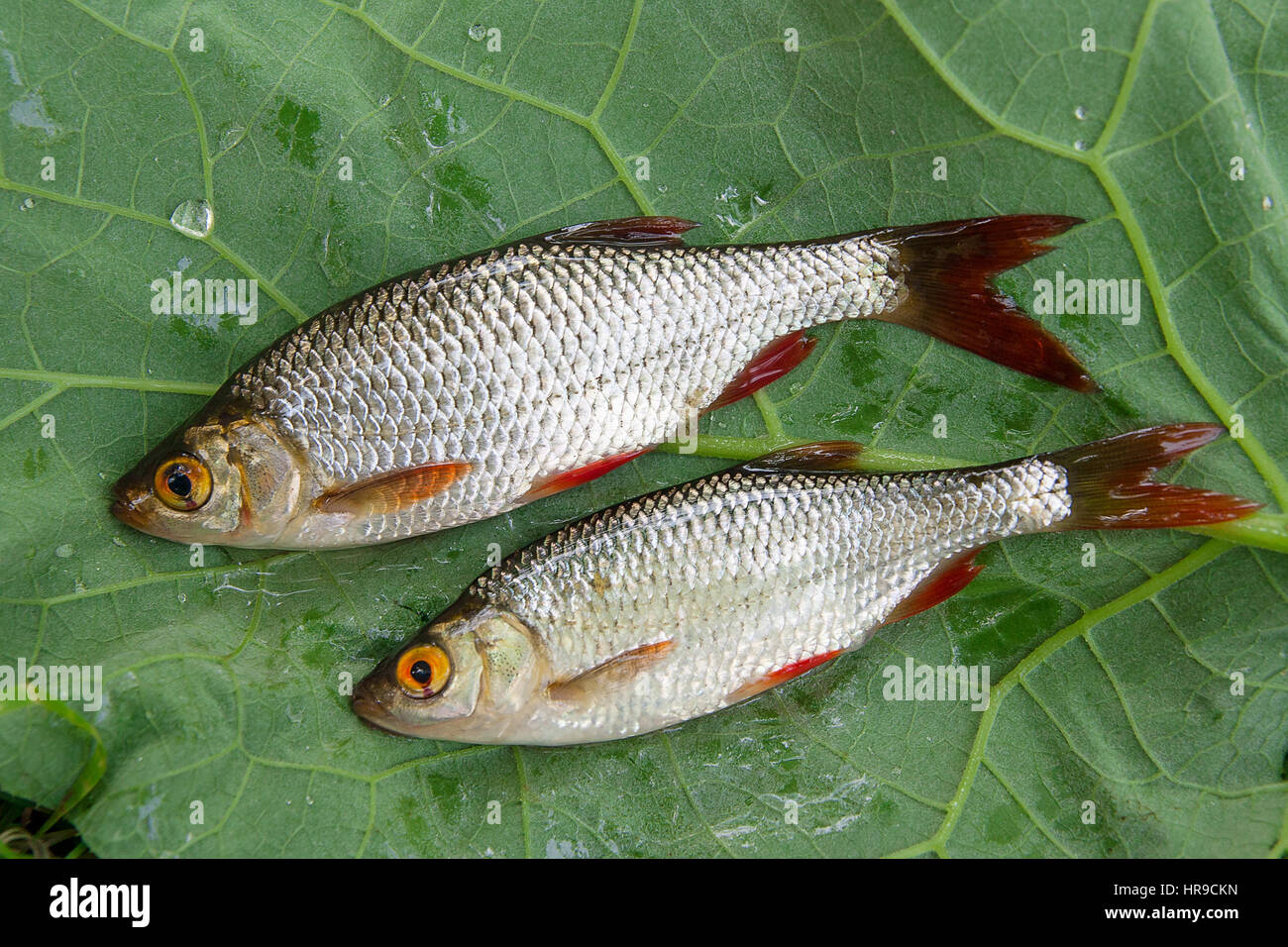 Freshwater fish just taken from the water. Several common rudd fish on ...