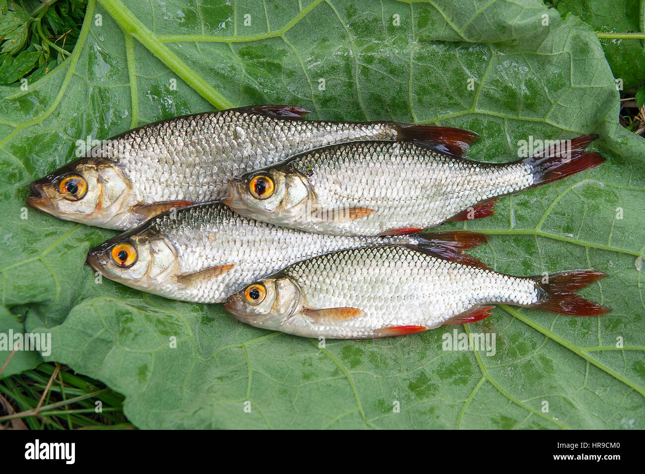 Freshwater fish just taken from the water. Pile of the common rudd fish ...