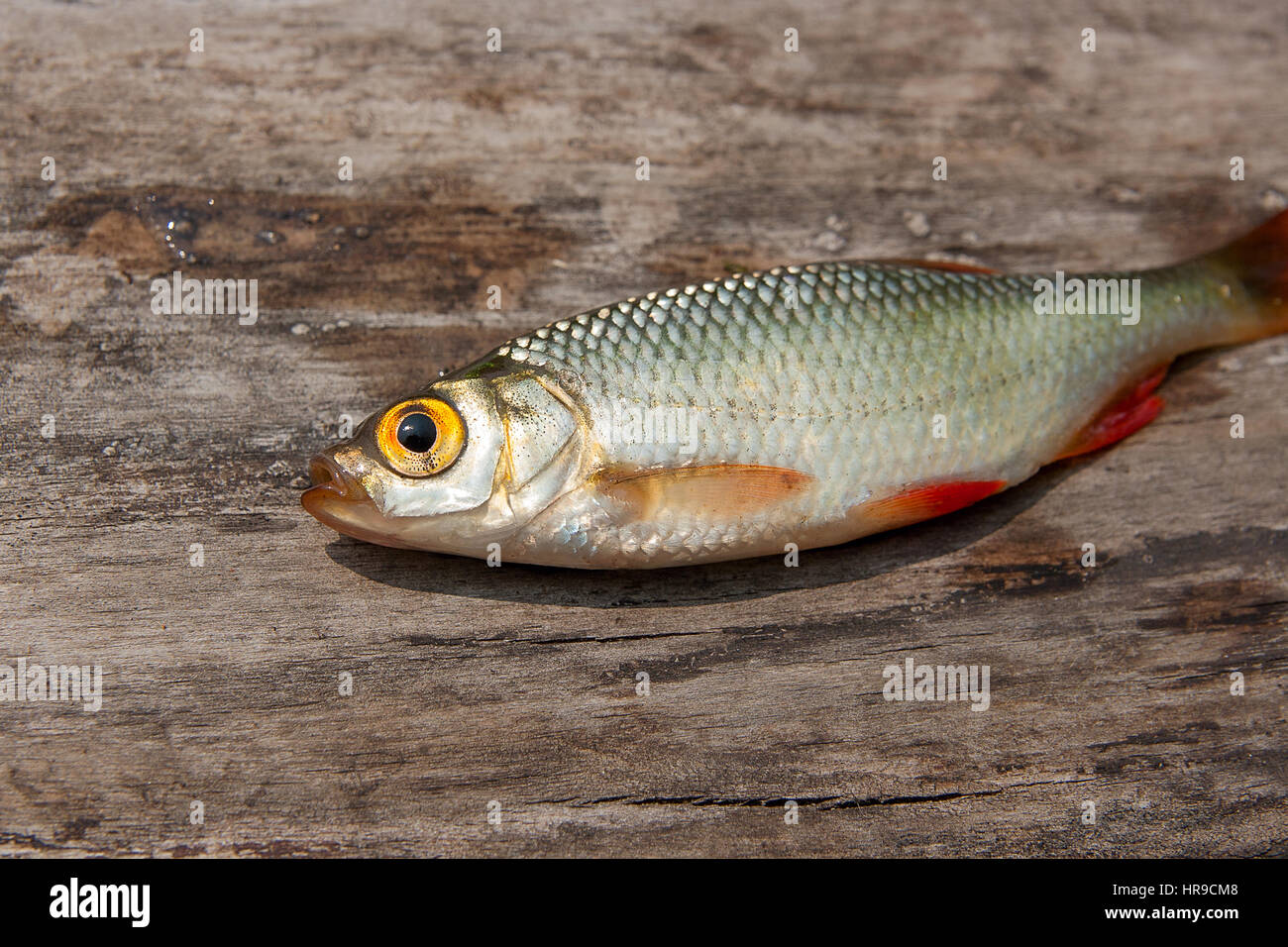 Freshwater fish just taken from the water. Single common rudd fish on ...