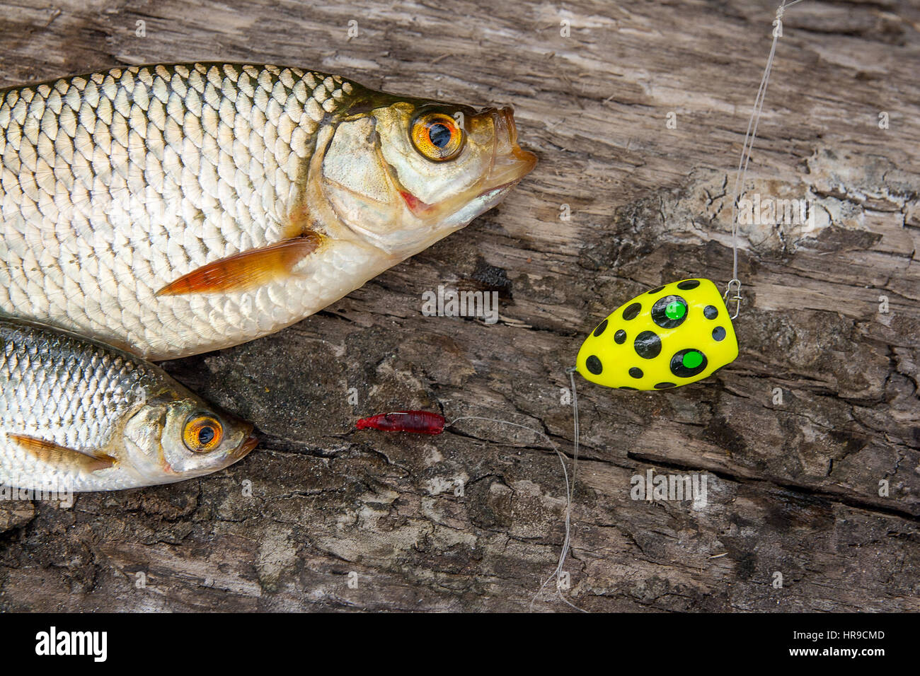 Freshwater fish just taken from the water. Several common rudd fish on ...