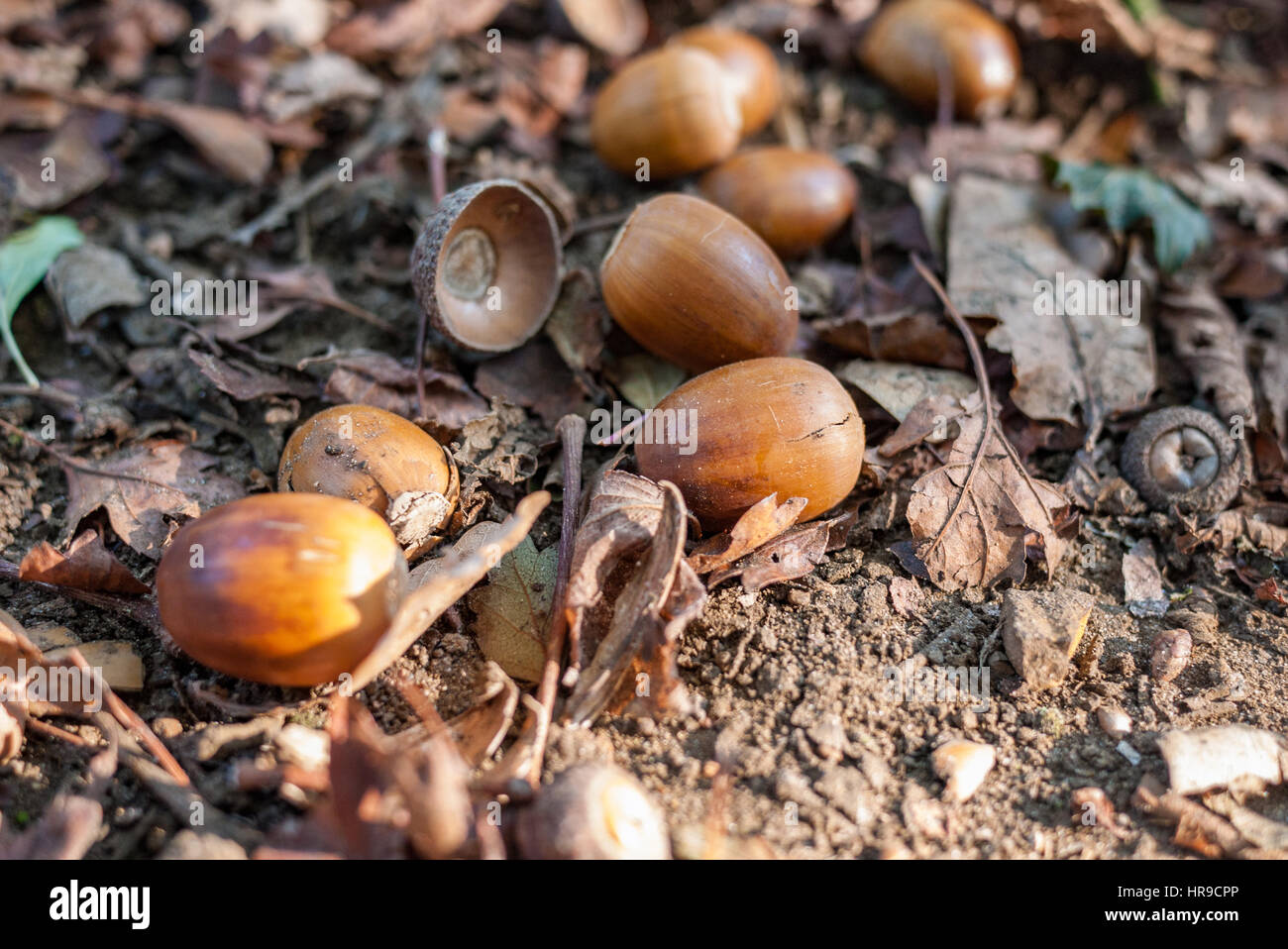 Oak Tree Acorns Uk Stock Photos & Oak Tree Acorns Uk Stock Images - Alamy