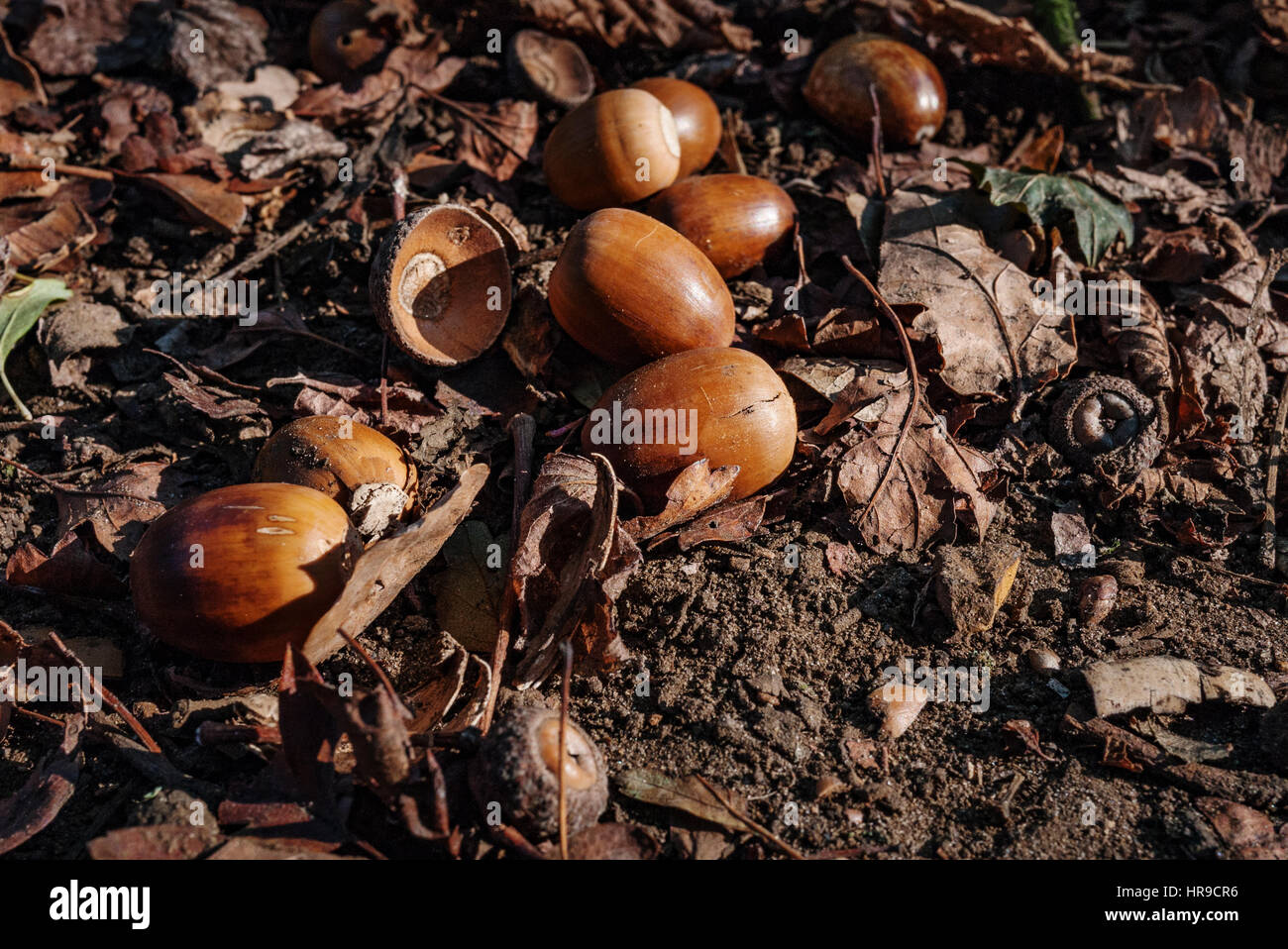 Fallen Acorns from Oak trees on the woodland floor, England. UK Stock ...