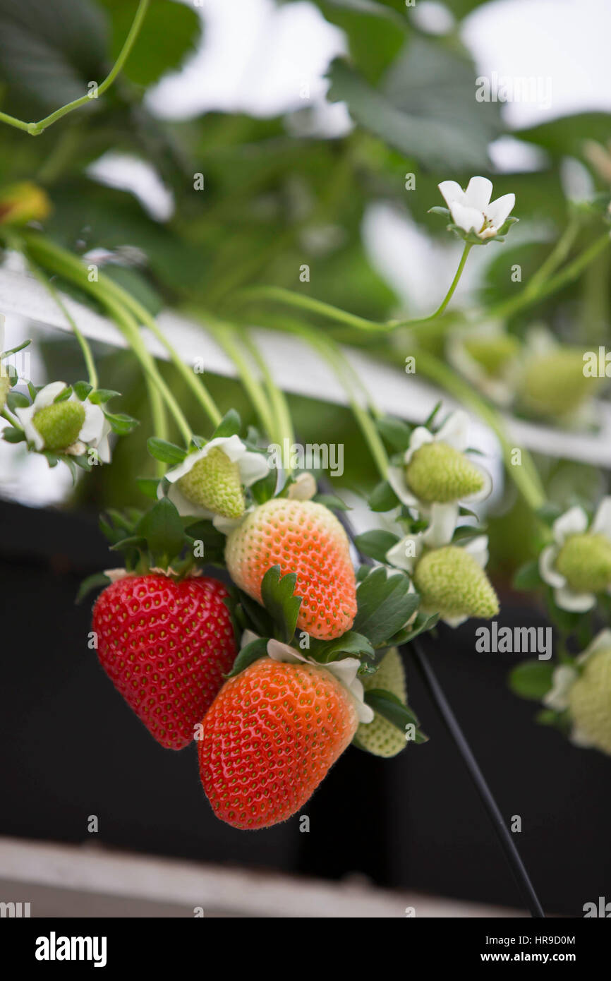 EDITORIAL USE ONLY The first yield of British strawberries ripen at ...