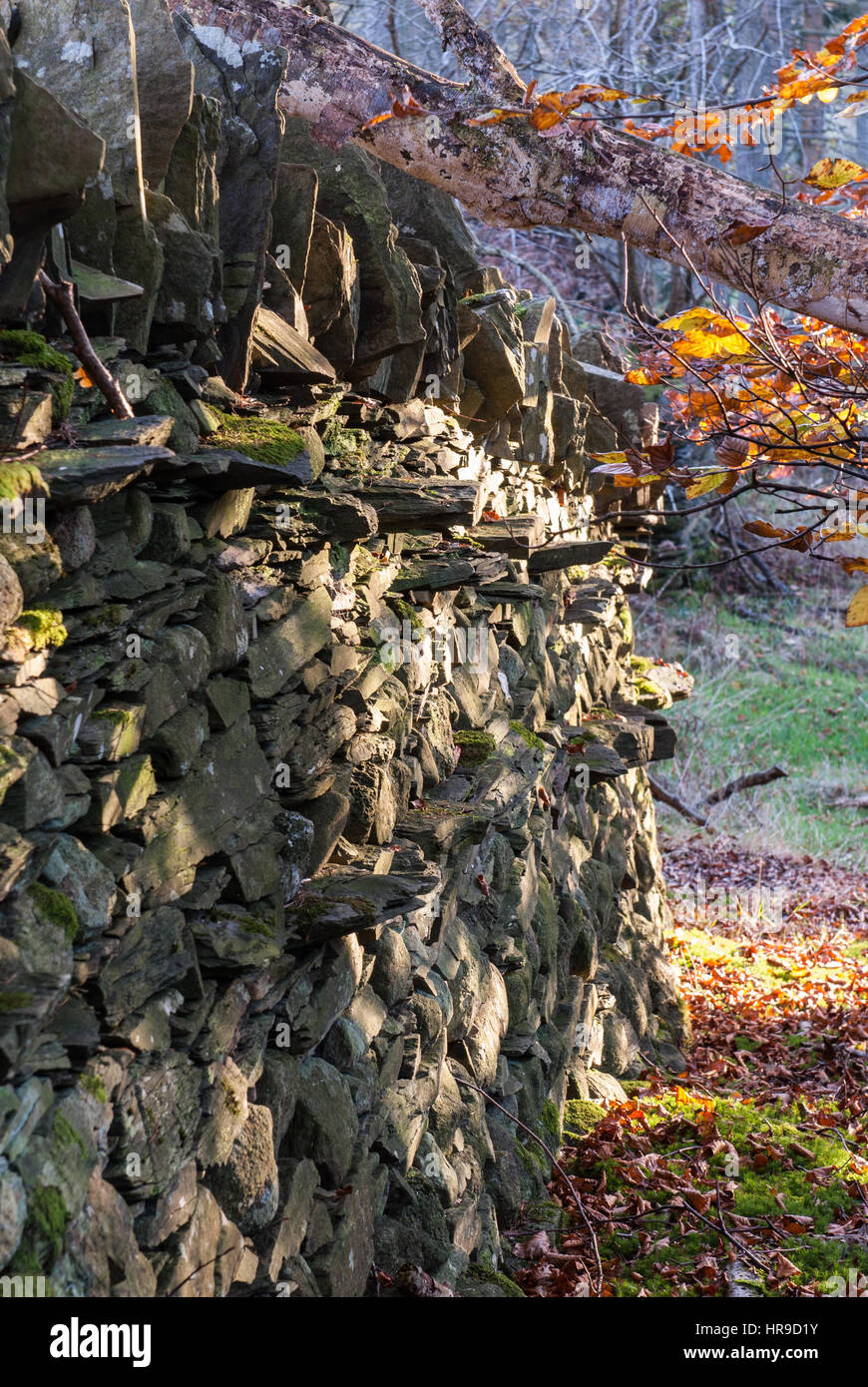 A dry stone wall in Tarn Hows, Langdale. Cumbria, England, UK Stock ...