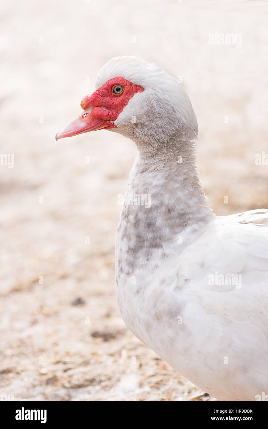Duck with red beak on a farm Stock Photo - Alamy