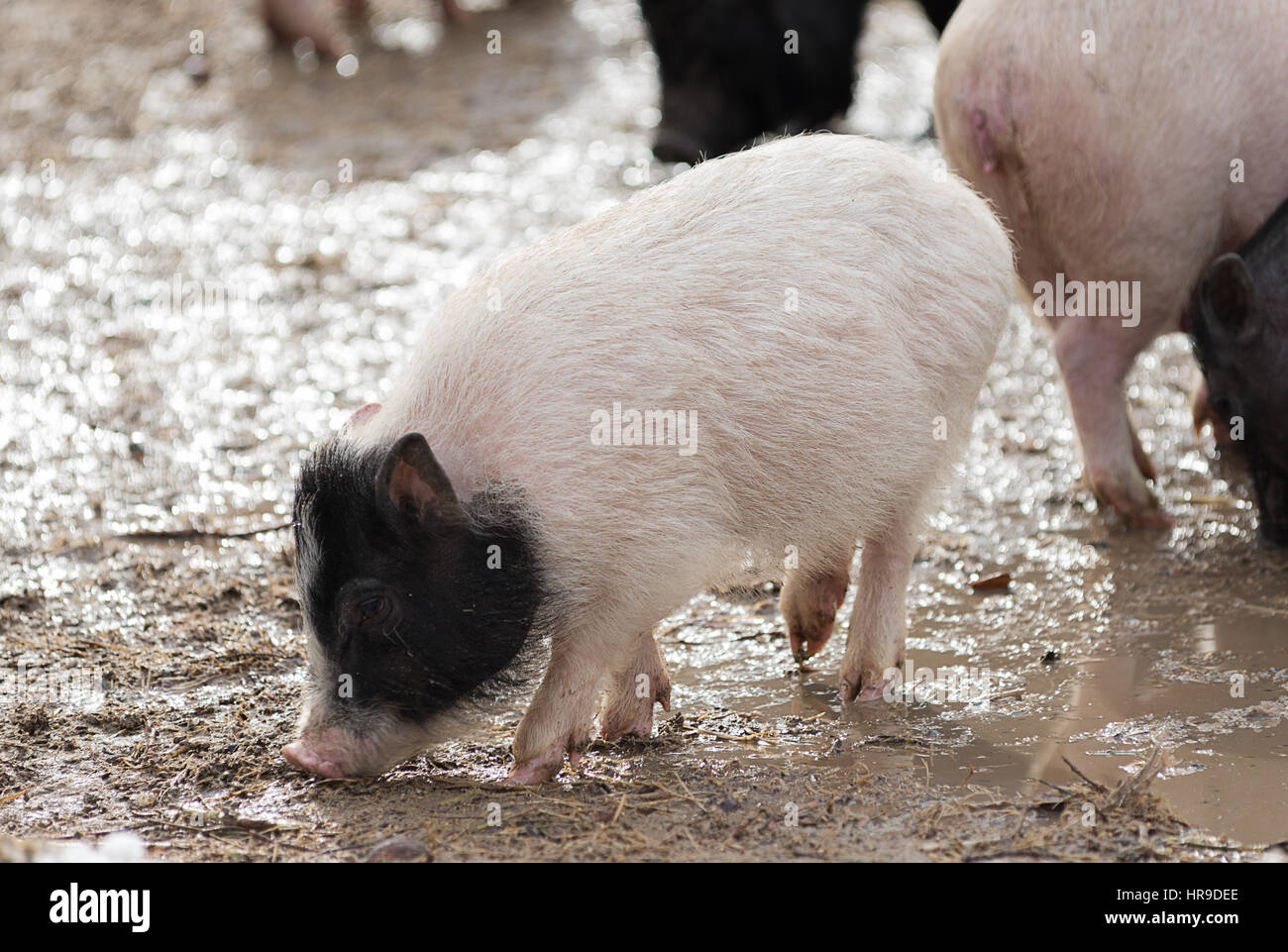 Pig drinks water from puddles in the pasture on the farm Stock Photo ...