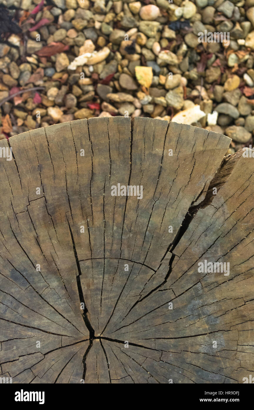 old cracked wooden log and multicolored pebbles Stock Photo - Alamy