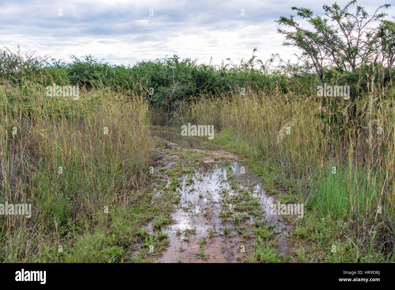 wet and muddy terrain in south africa with mud on the path Stock Photo ...