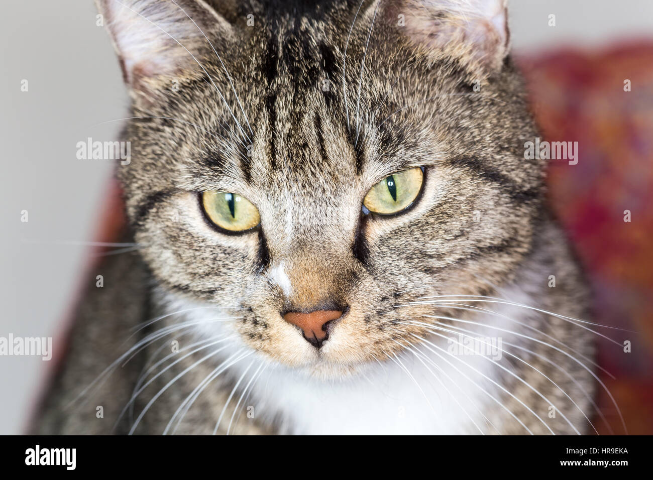 Closeup of a cat´s head Stock Photo - Alamy