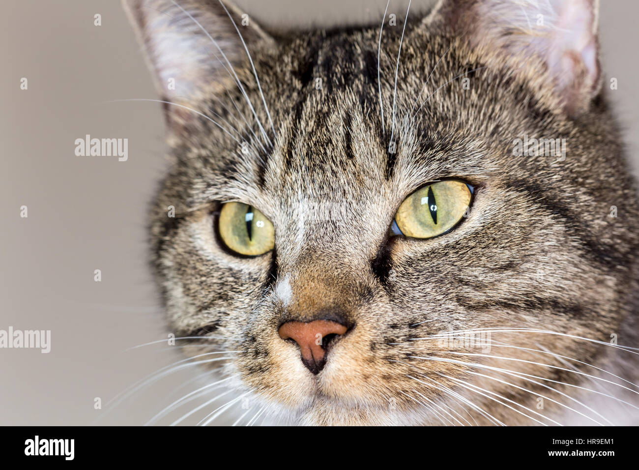 Closeup of a cat´s head Stock Photo - Alamy