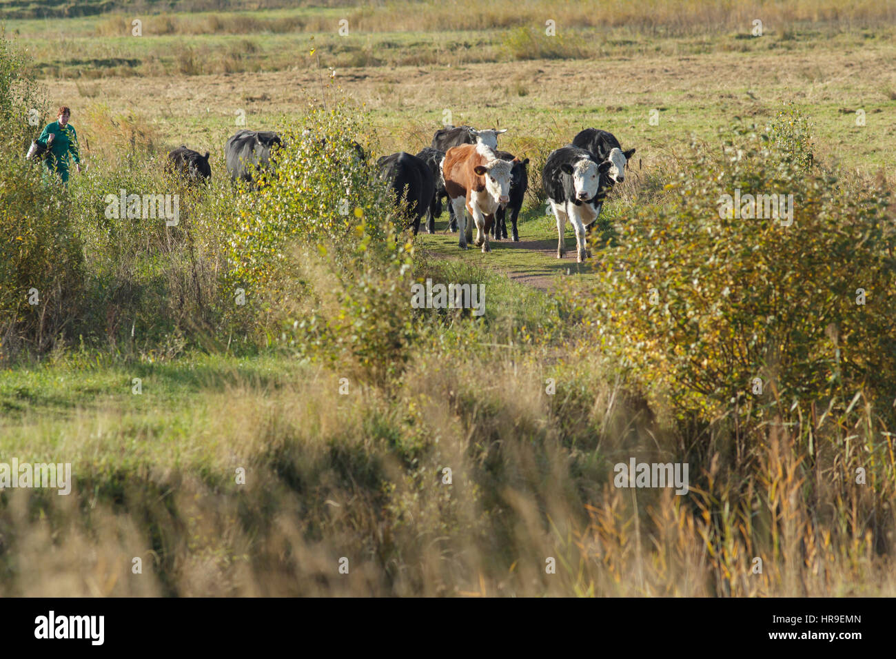 Moving cows hi-res stock photography and images - Alamy