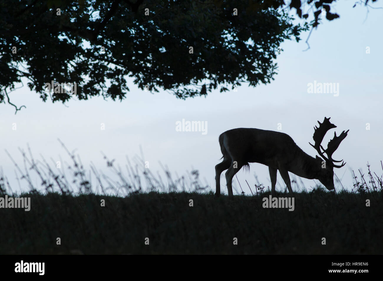 Fallow deer silhouette hi-res stock photography and images - Alamy
