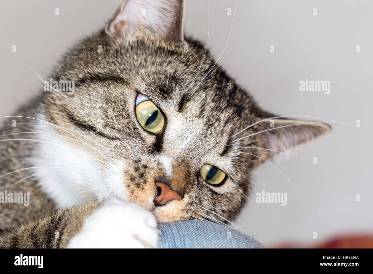 Closeup of a cat´s head Stock Photo - Alamy