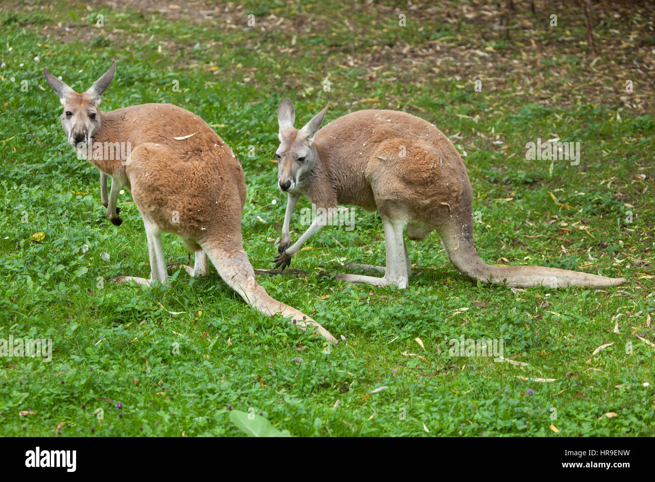 Red kangaroo (Macropus rufus). Wildlife animal Stock Photo - Alamy