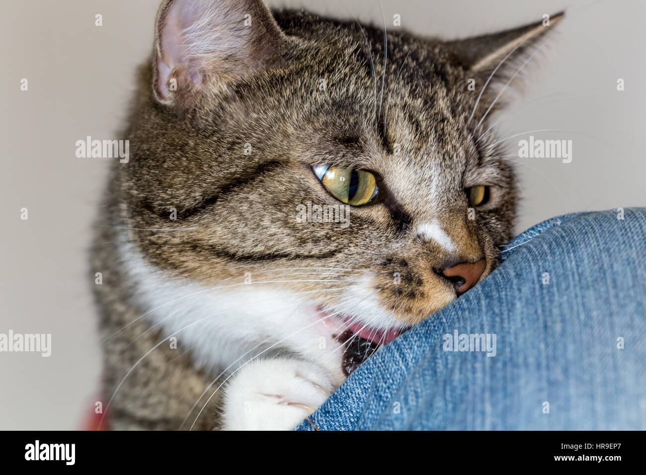 Closeup of a cat´s head Stock Photo - Alamy