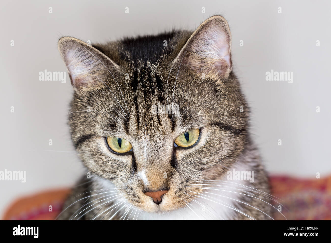 Closeup of a cat´s head Stock Photo - Alamy